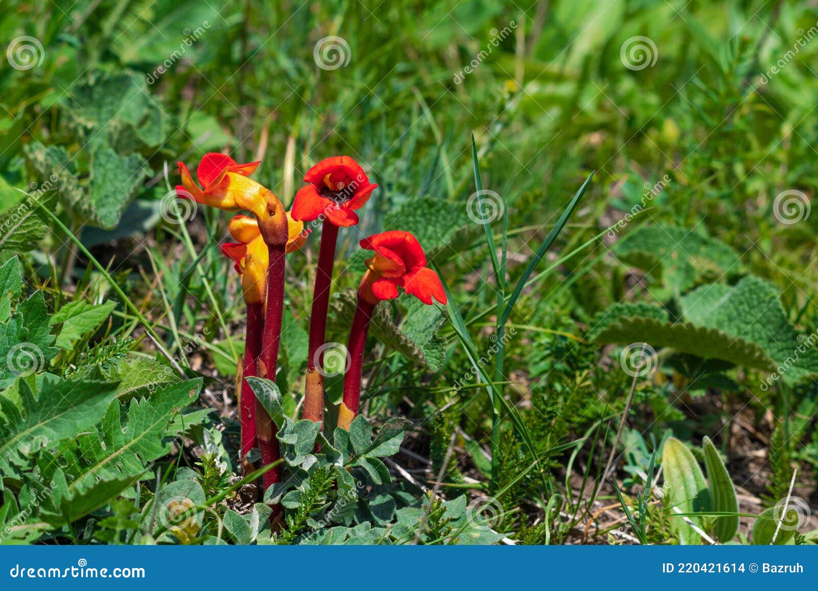 Aeginetia Indica, Indian Broomrape Or Forest Ghost Flower Stock Image ...