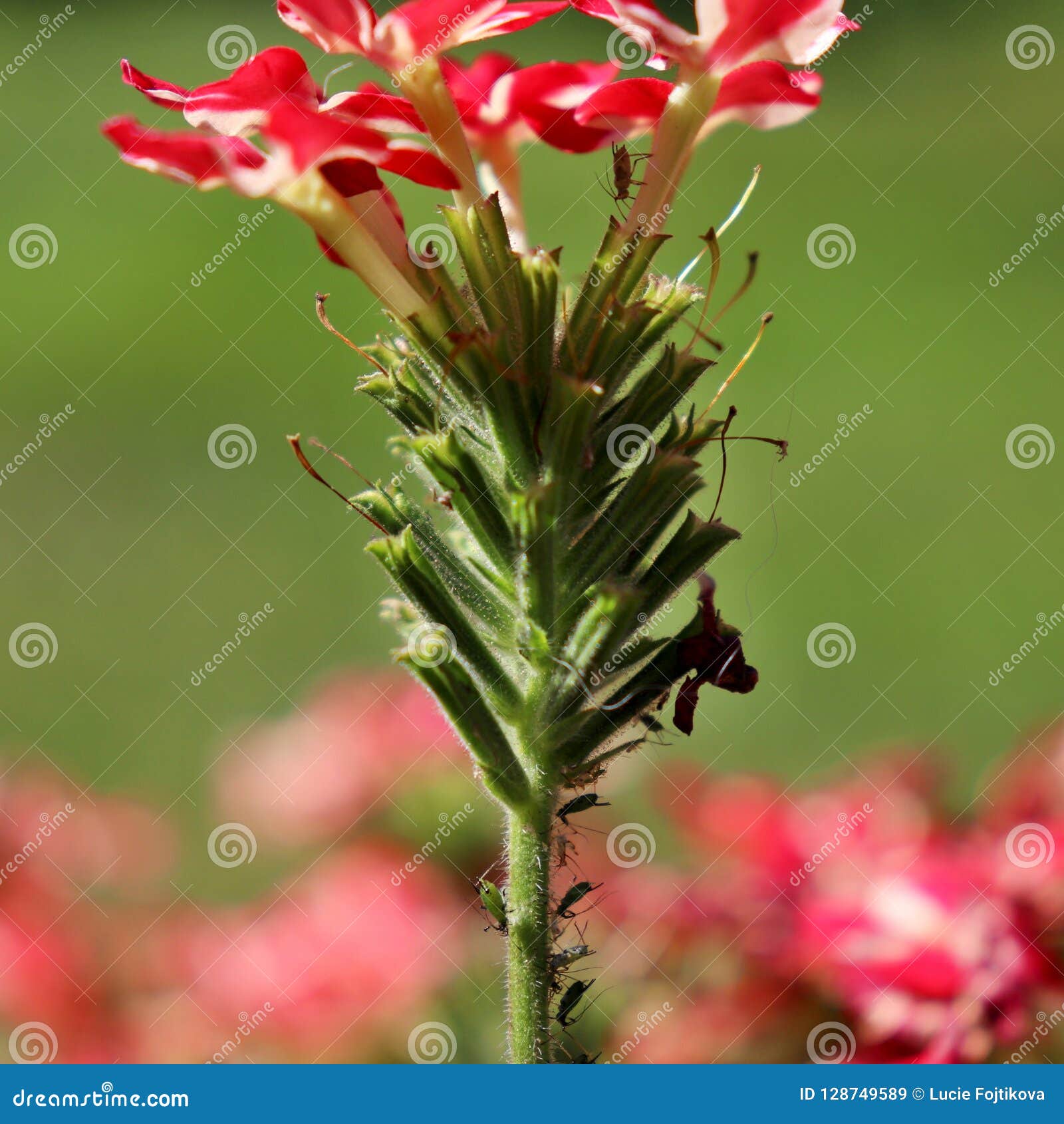 A red flower with aphids stock image. Image of nature - 128749589