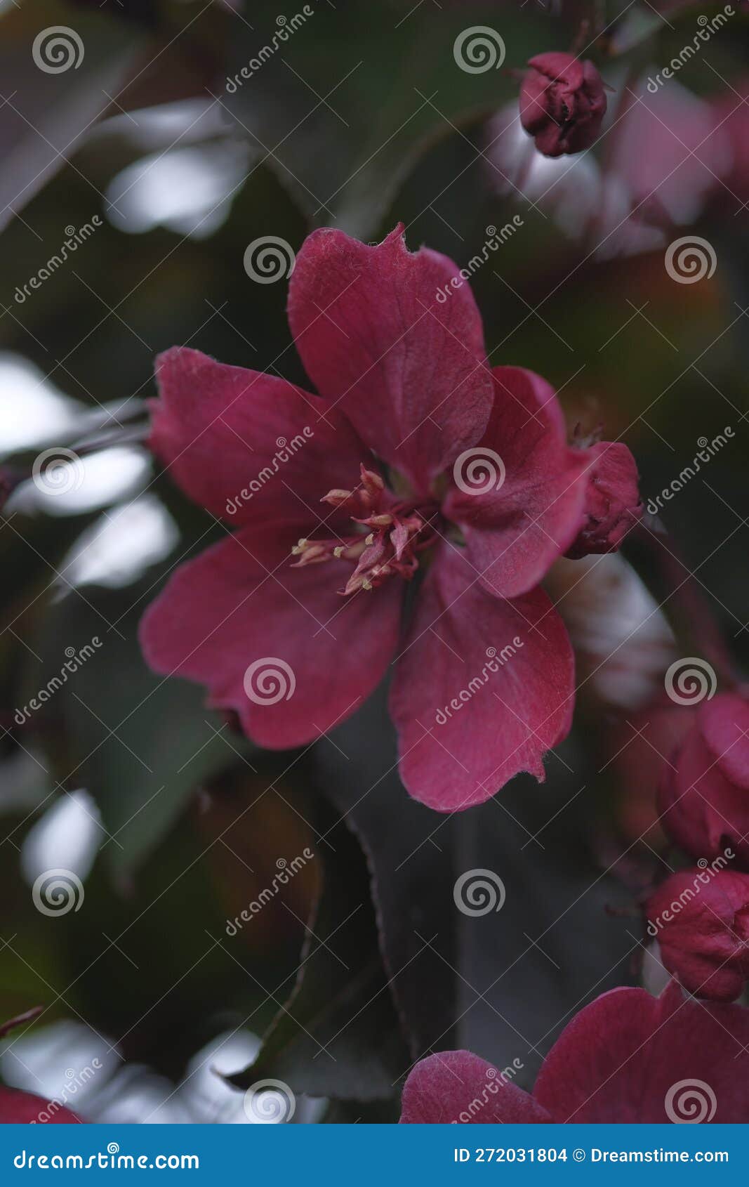 A Red Flower of an Apple Tree on a Background of Young Leaves Stock ...