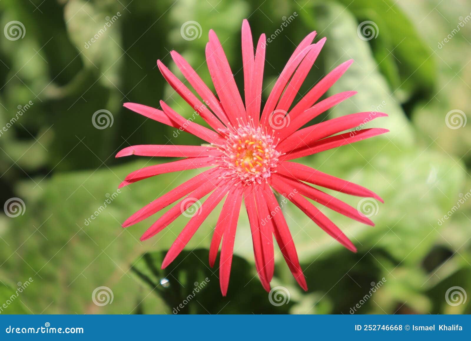 Red Flower in Aswan Botanical Garden Stock Photo - Image of egypt ...