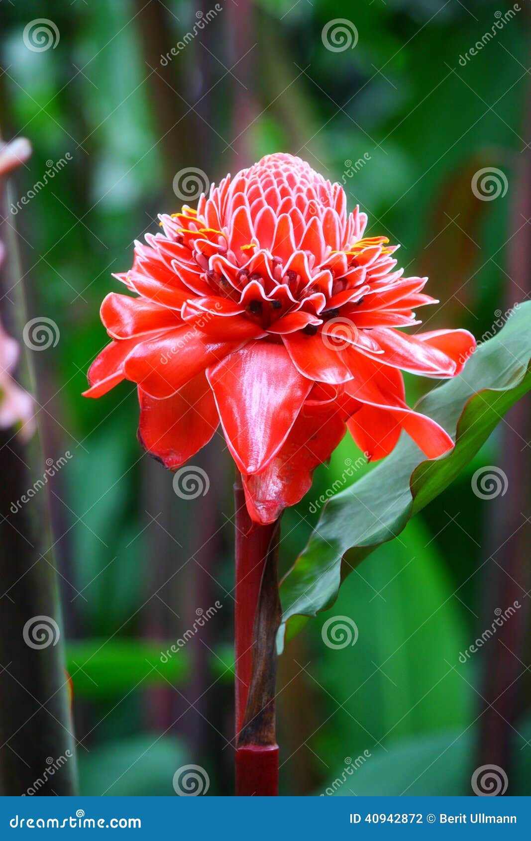 Red flower stock photo. Image of bloomimg, flower, australia - 40942872