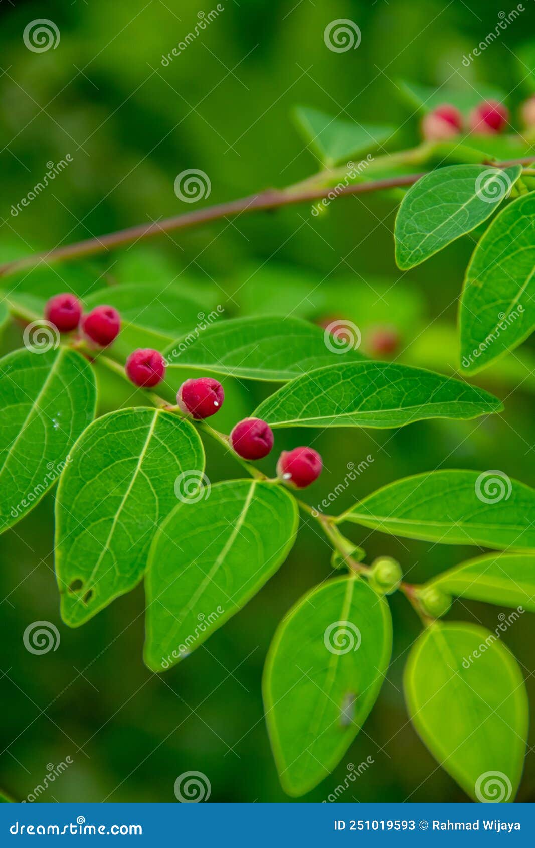 Red Flower Background of Breynia Tree Stock Image - Image of evergreen ...