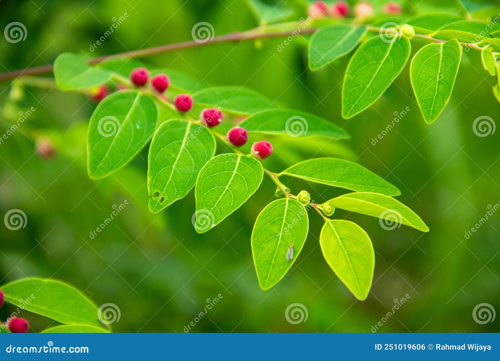 Breynia Tree Stock Photos - Free & Royalty-Free Stock Photos from ...