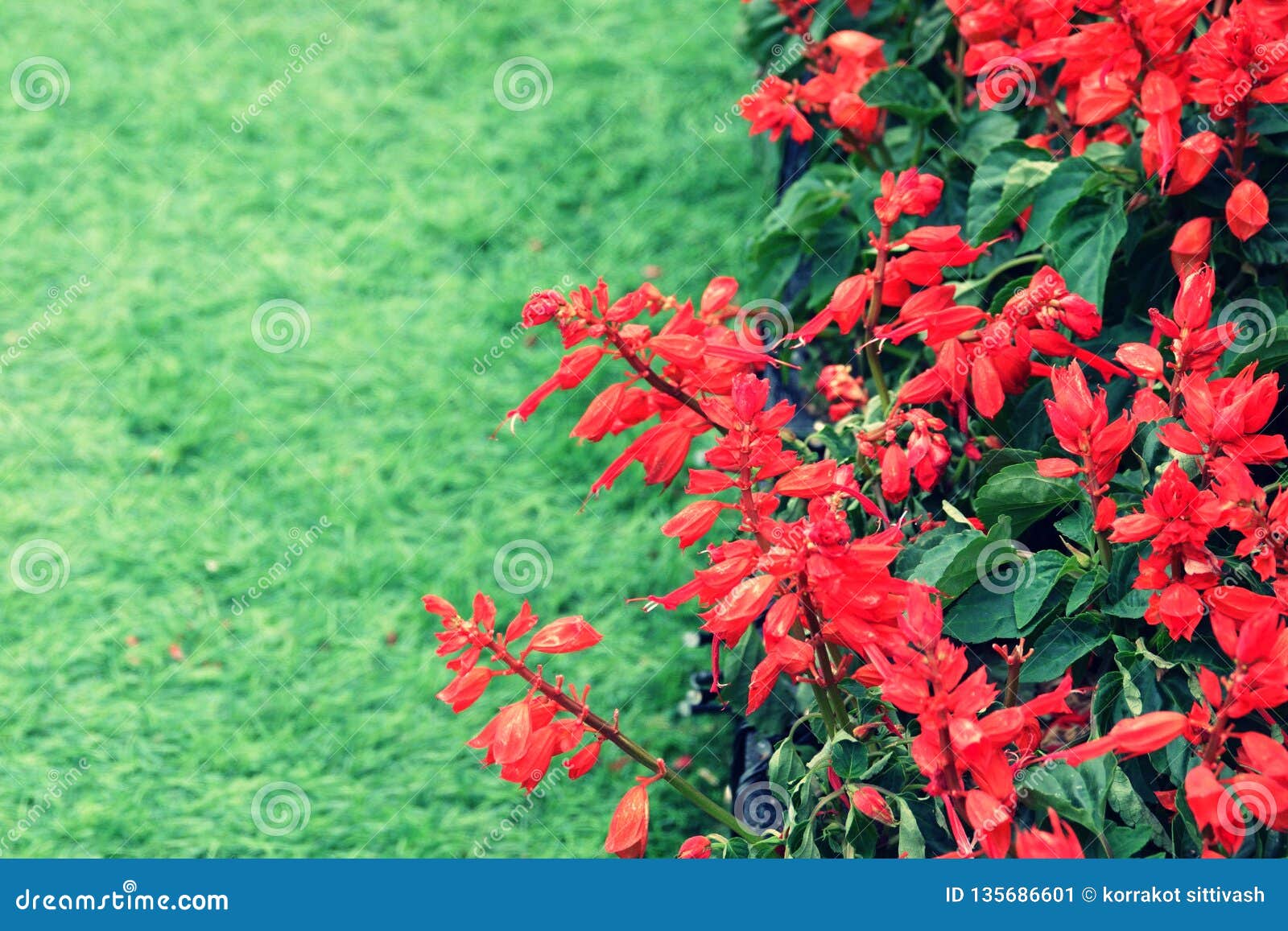 Red Flower Background Texture, Natural Background Stock Image - Image ...