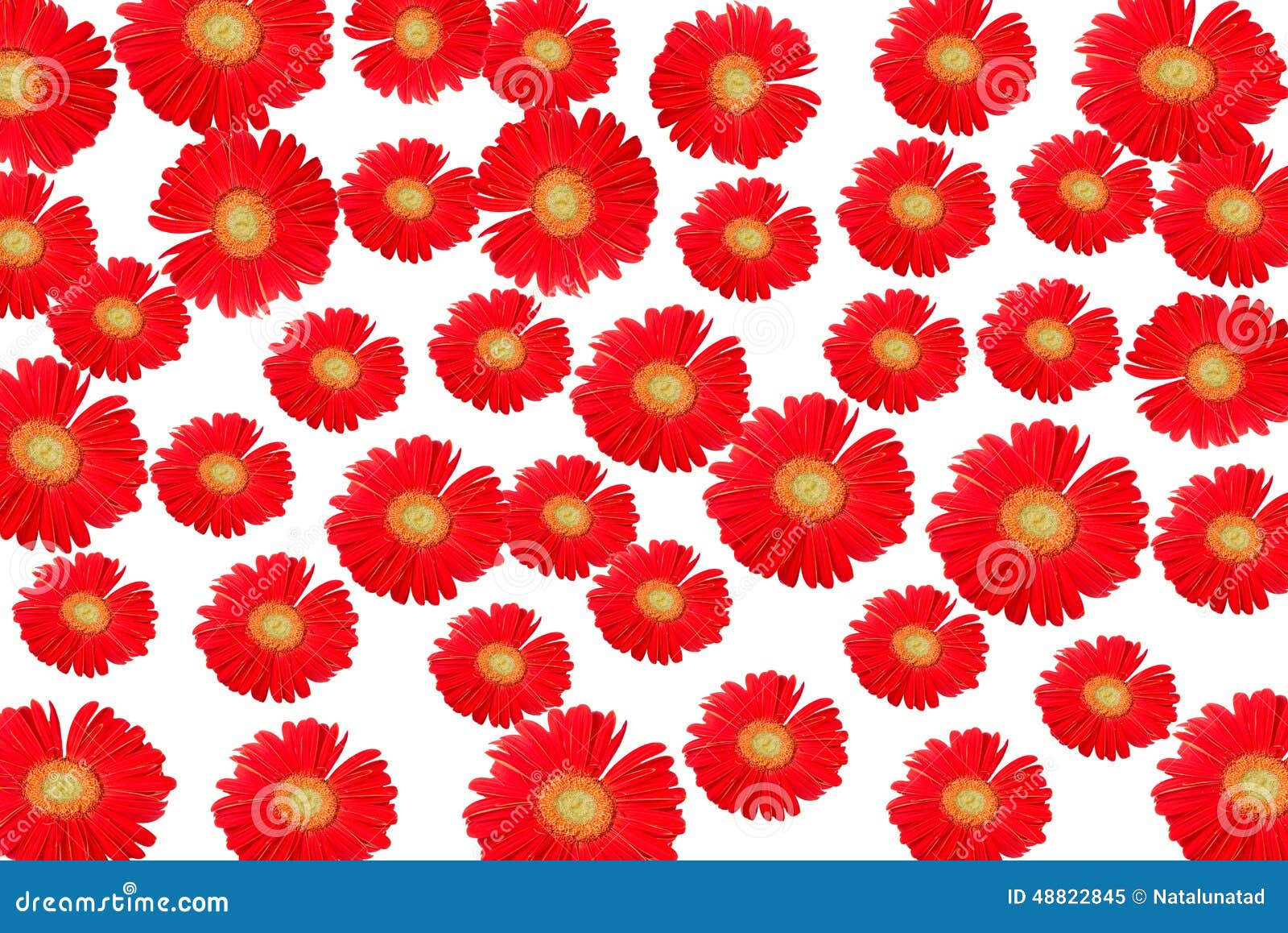 Red Flower. Background and Texture Stock Image - Image of blossom ...