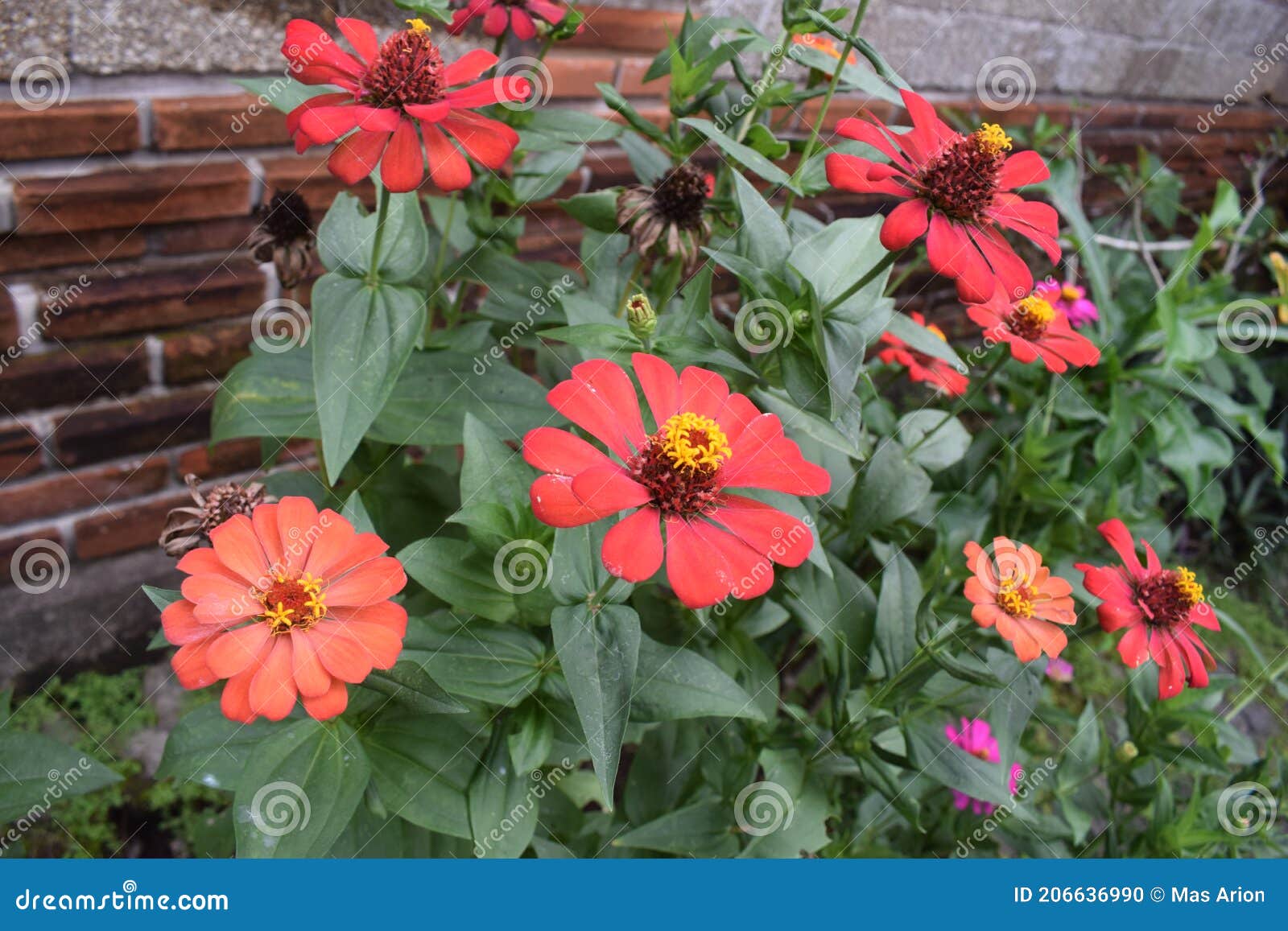 Red flower stock photo. Image of full, beautiful, color - 206636990