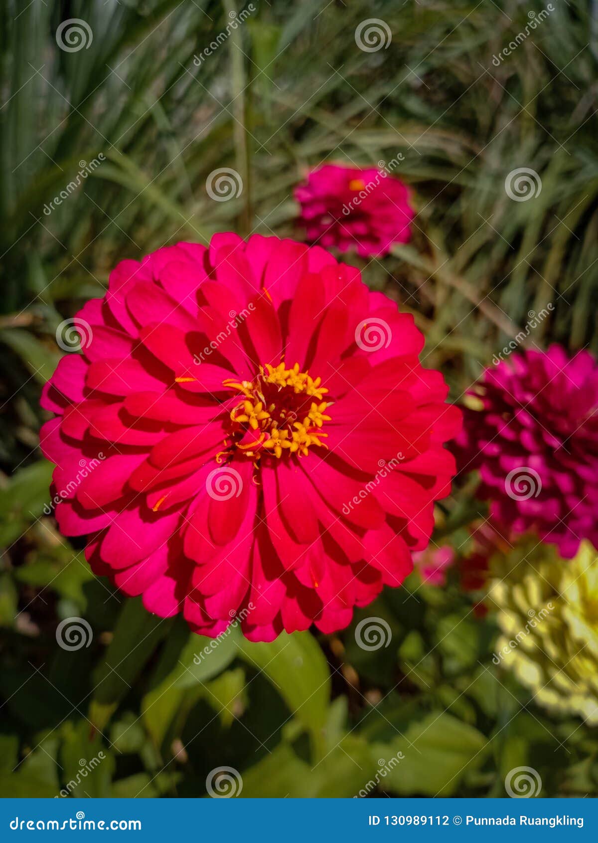 Red flower stock photo. Image of petals, blossom, beautiful - 130989112