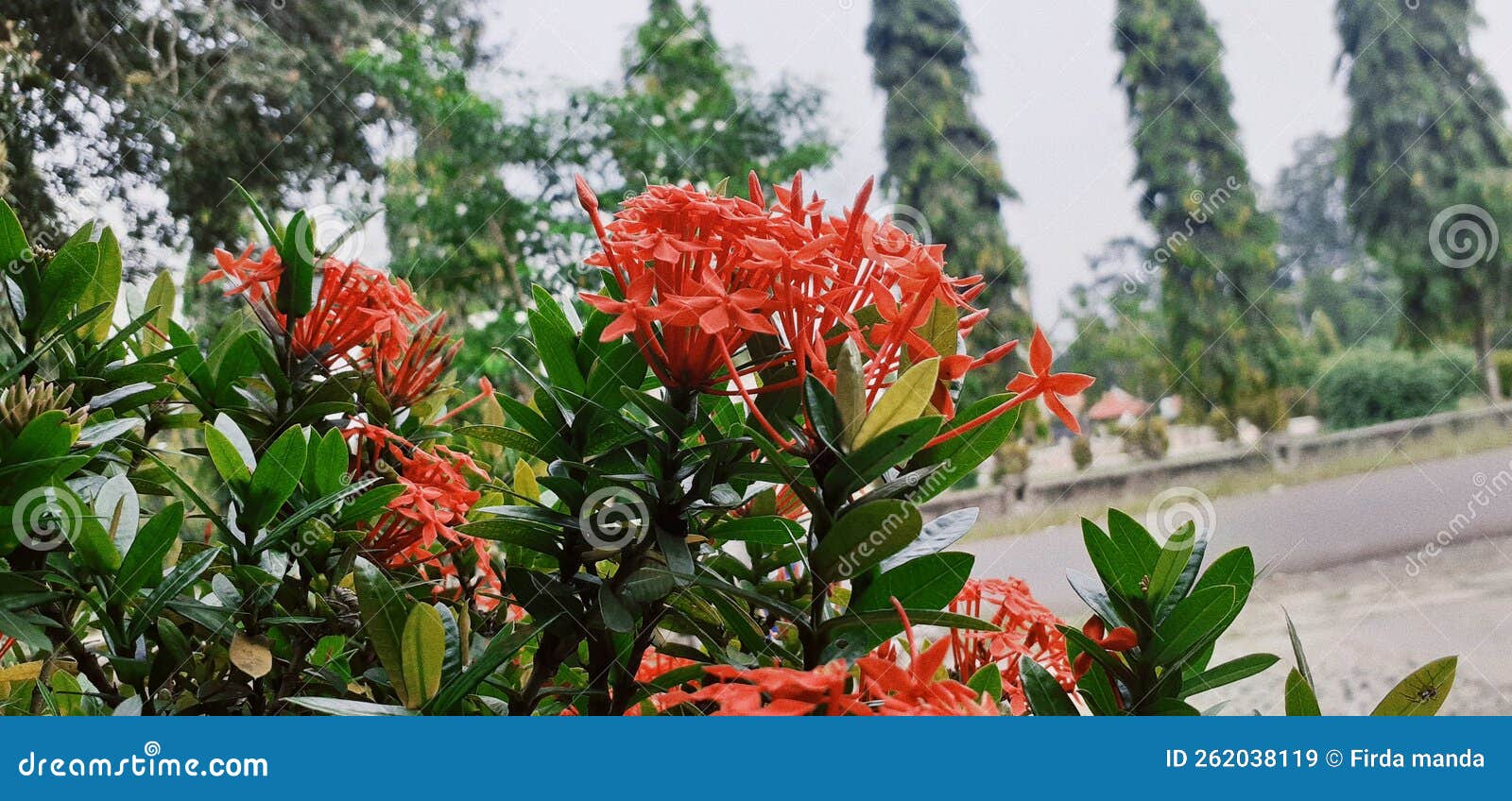 Red flower so beautiful stock image. Image of tree, leaf - 262038119