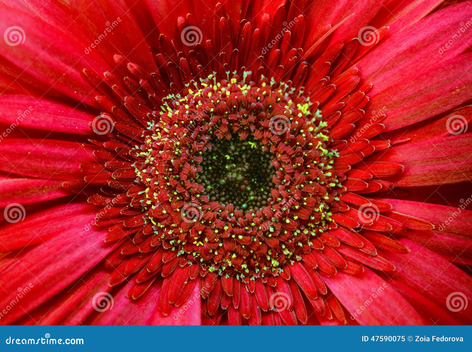 Red flower stock image. Image of flowers, color, petal - 47590075
