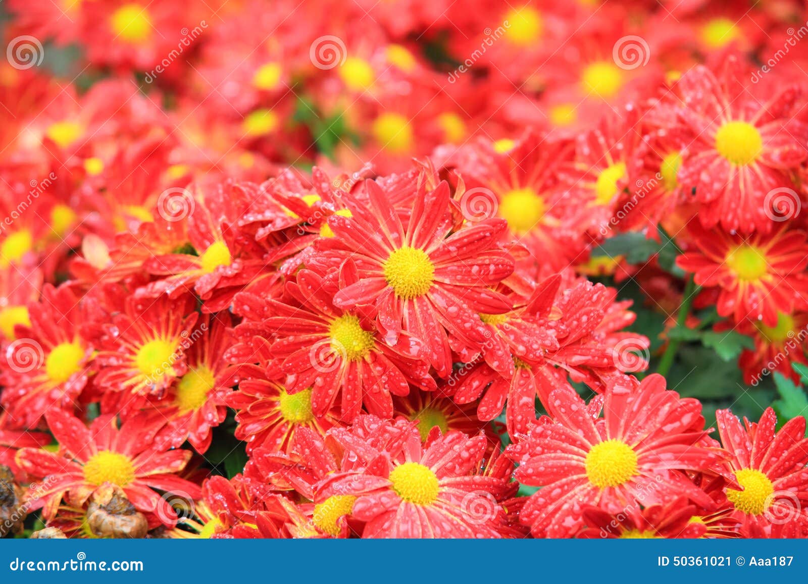 Red Flower bed stock image. Image of flowerbed, flora - 50361021