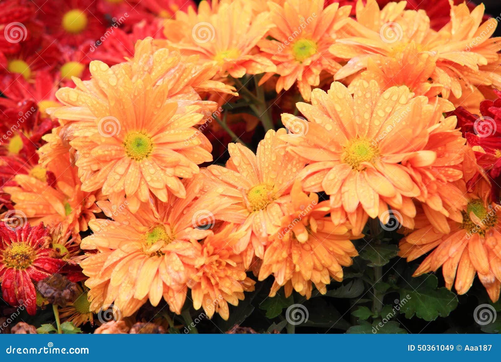 Red Flower bed stock image. Image of garden, outdoor - 50361049