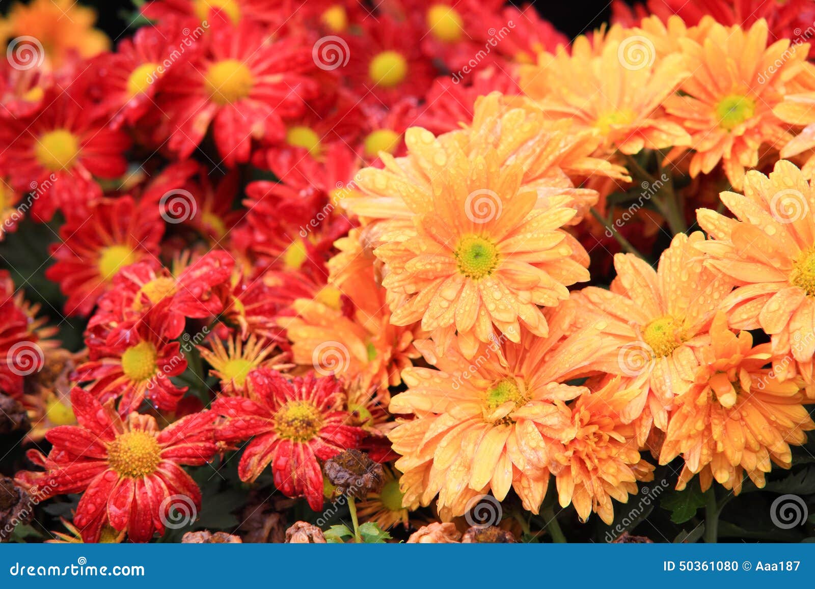 Red Flower bed stock photo. Image of autumn, outdoor - 50361080