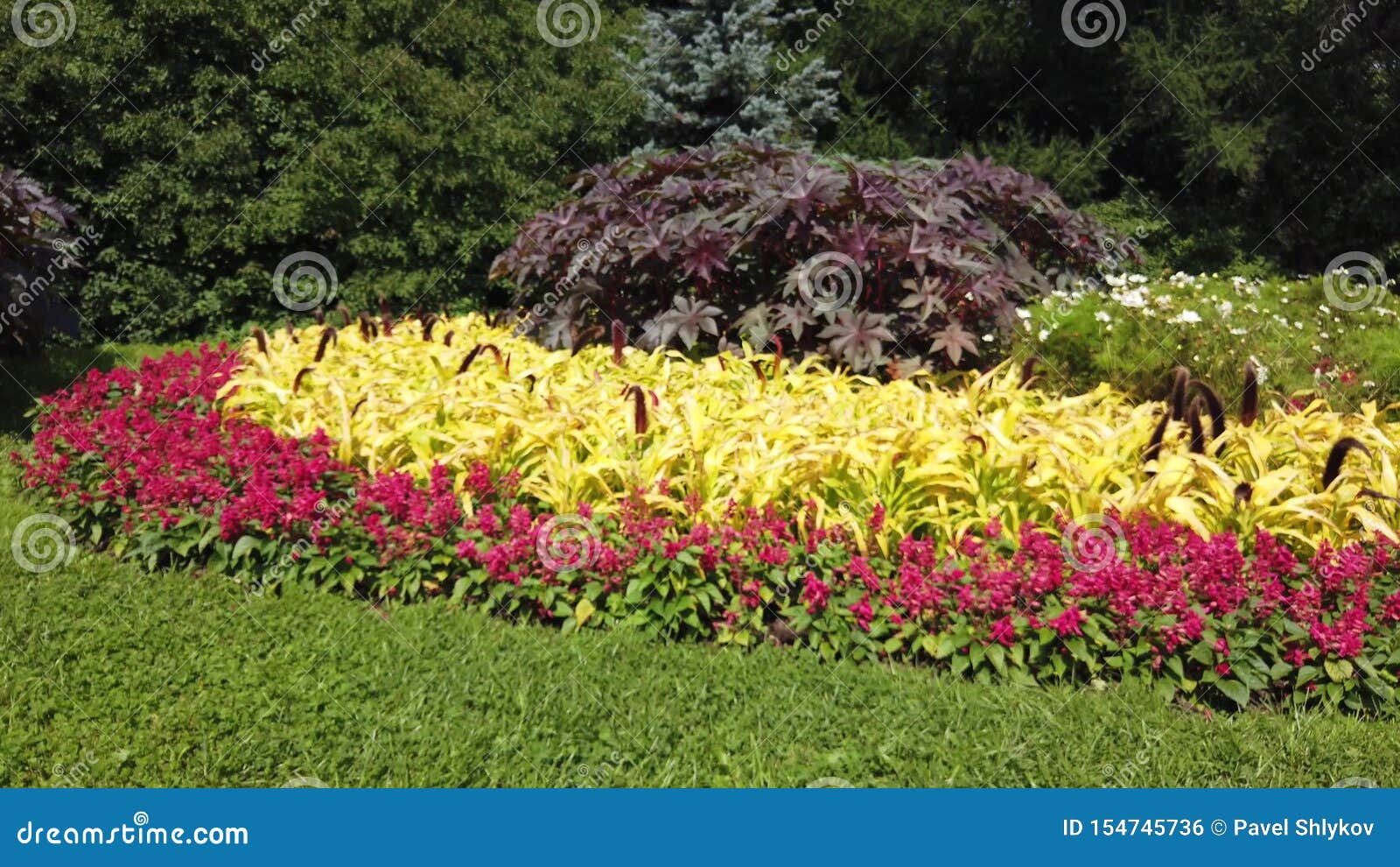Red Flower Bed in Gardens stock footage. Video of nature - 154745736