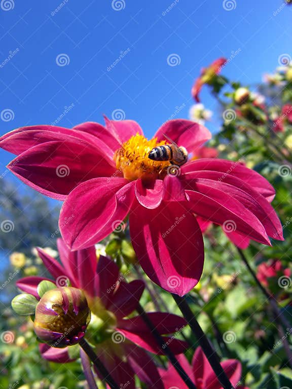 Red Flower and Bee stock photo. Image of park, color, petal - 78494