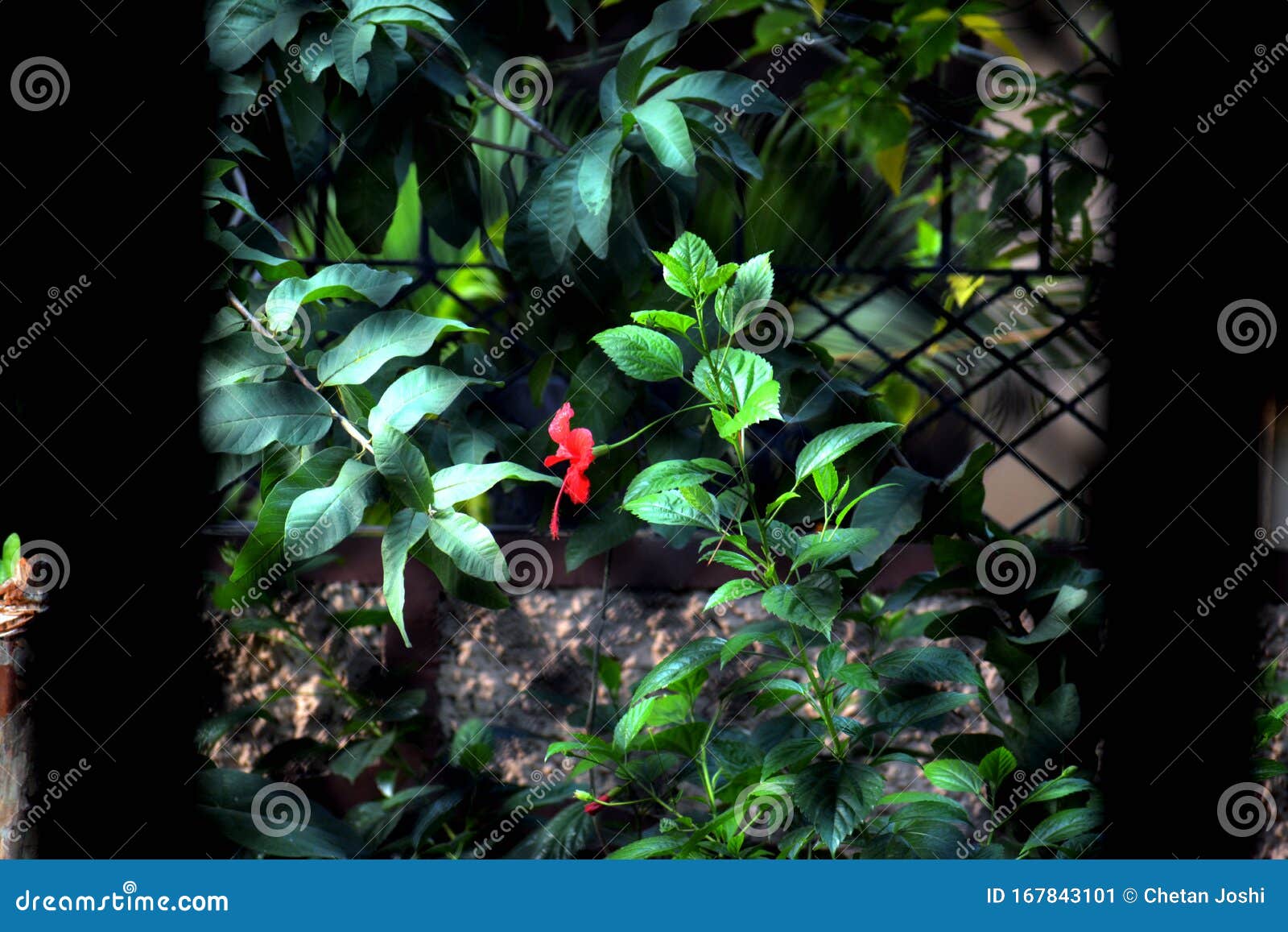 Red Flower Behind Gate on Plant Stock Image - Image of gate, green ...