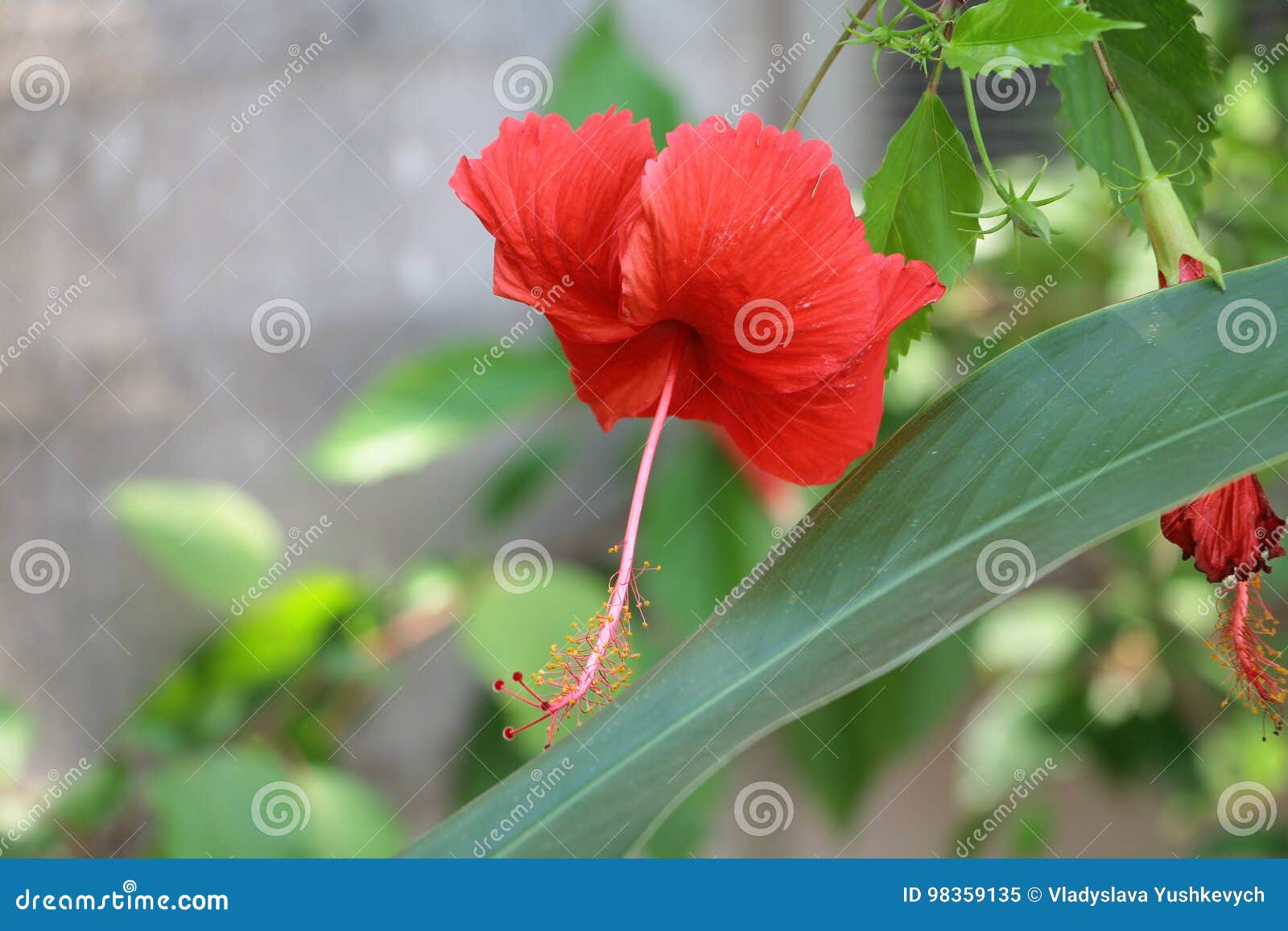 Red flower. stock image. Image of nature, flower, beautiful - 98359135