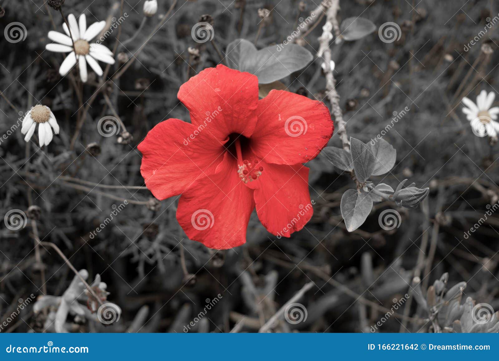 Red Flower in Black and White Stock Photo - Image of garden, plant ...
