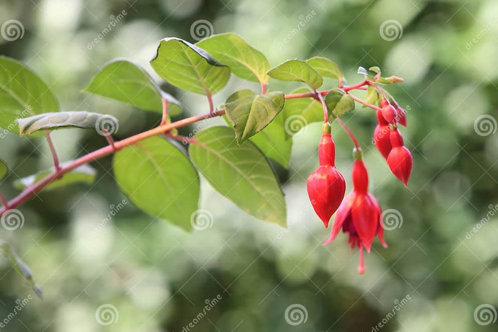 Red flower bloom stock photo. Image of garden, leaf, color - 3965356