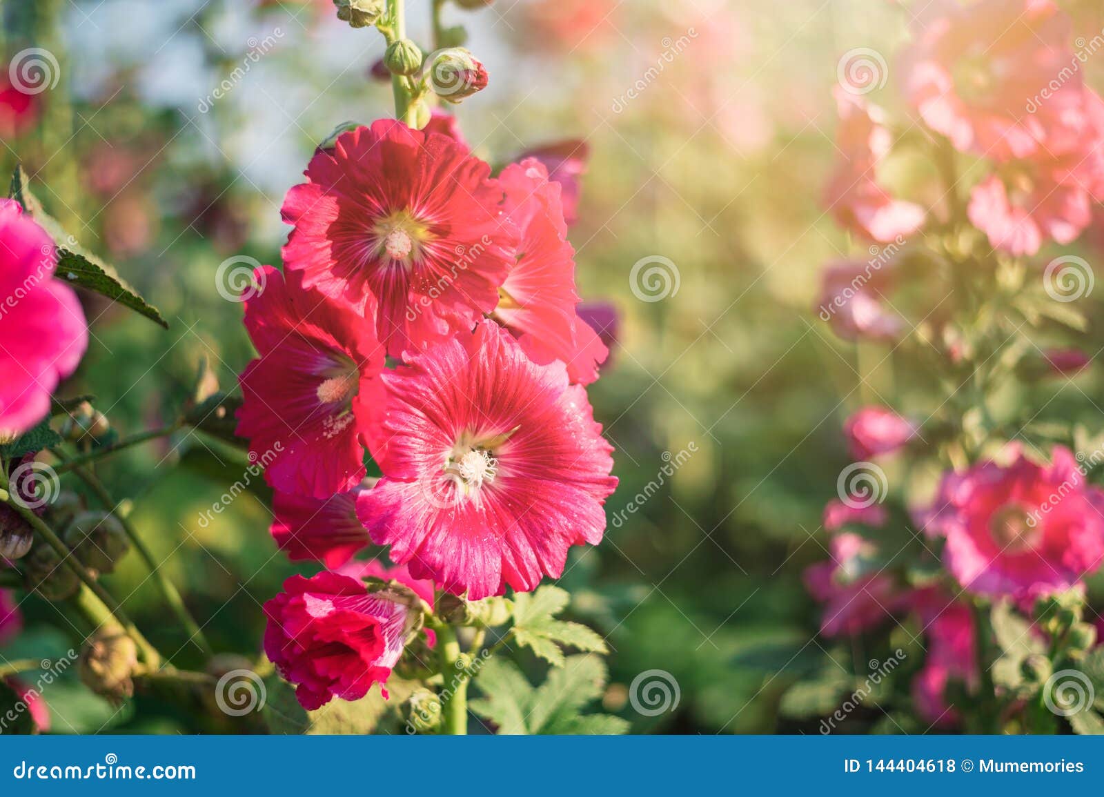 Red Flower Blooming in Garden Stock Photo - Image of beauty, petal ...