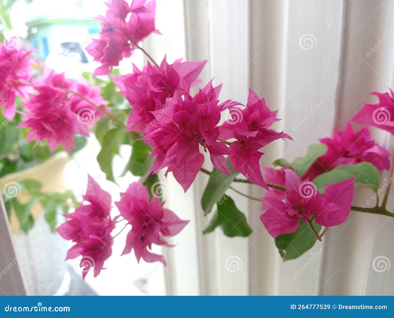 Red Flower that Blooms in the Morning Stock Image - Image of orchid ...