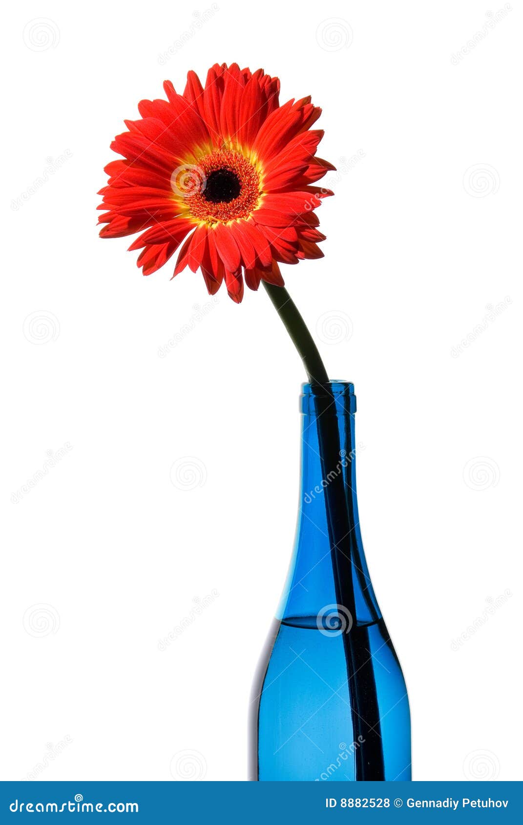 Red flower in blue bottle stock photo. Image of background - 8882528