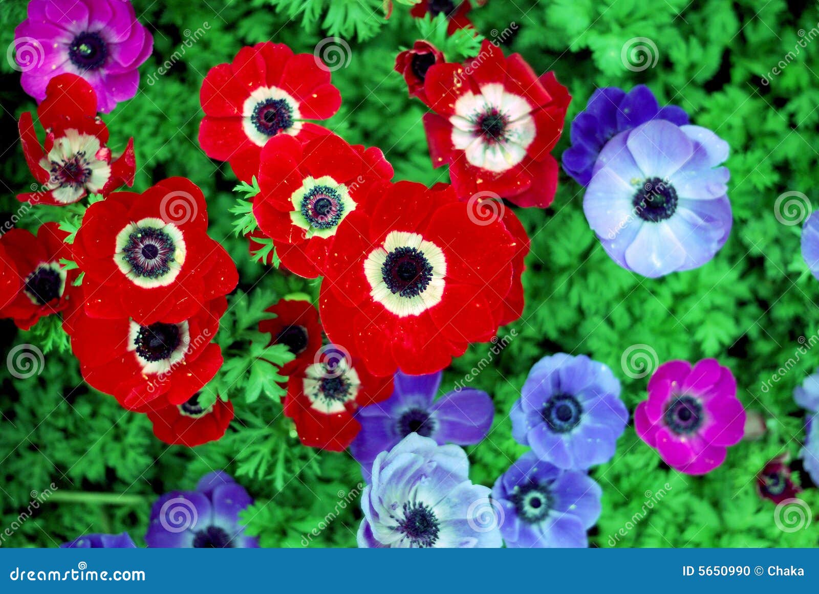 Red flower and blue flower stock photo. Image of grass - 5650990
