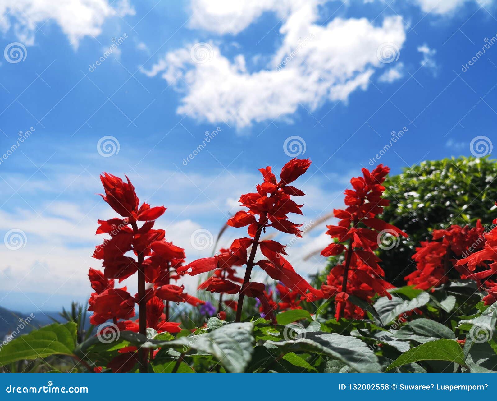 Red Flower stock photo. Image of flower, blue, tree - 132002558