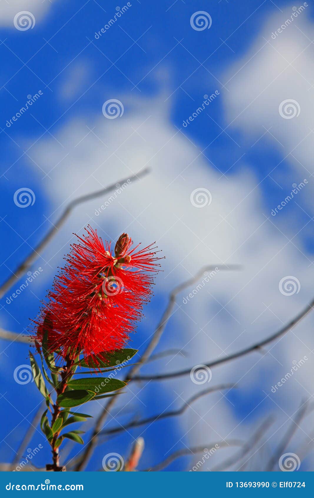 Red Flower & Blue Sky stock photo. Image of botany - 13693990