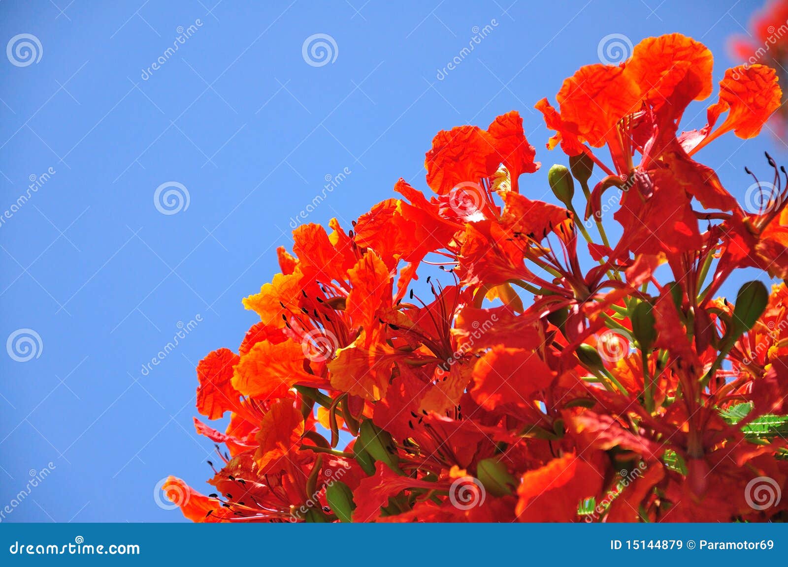Red flower blue sky stock image. Image of horizon, flower - 15144879