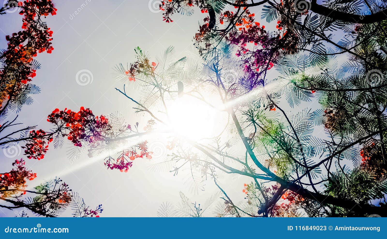 Vibrant Red Flower of the Flame Tree Stock Image - Image of beautiful ...