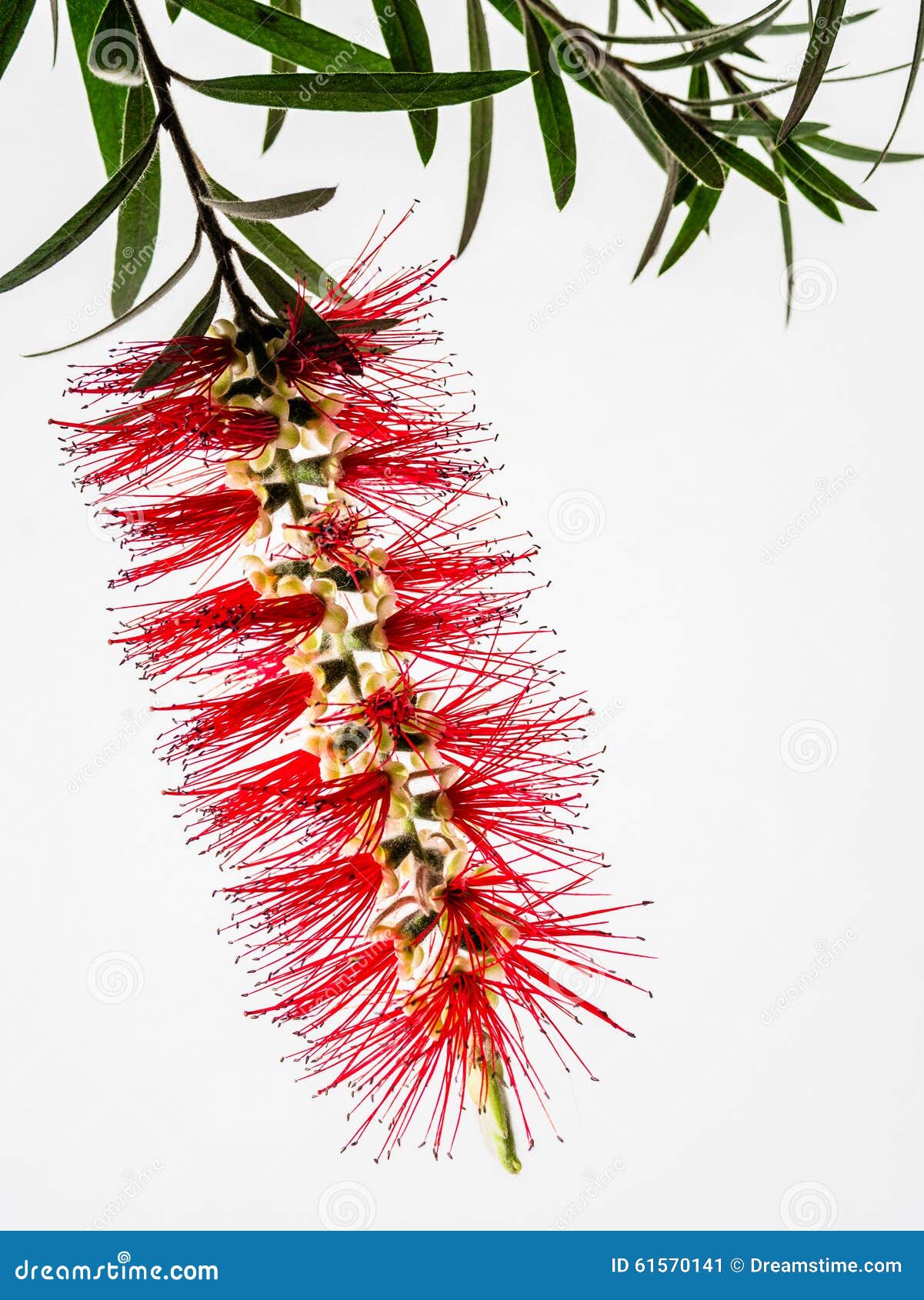 Callistemon Citrinus, Crimson Bottlebrush Stock Image | CartoonDealer ...