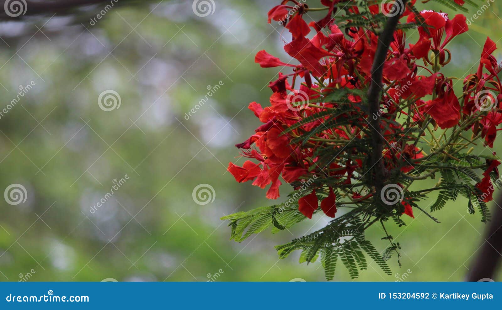 Red Flower in Branch of Tree Stock Photo - Image of karnataka, flower ...
