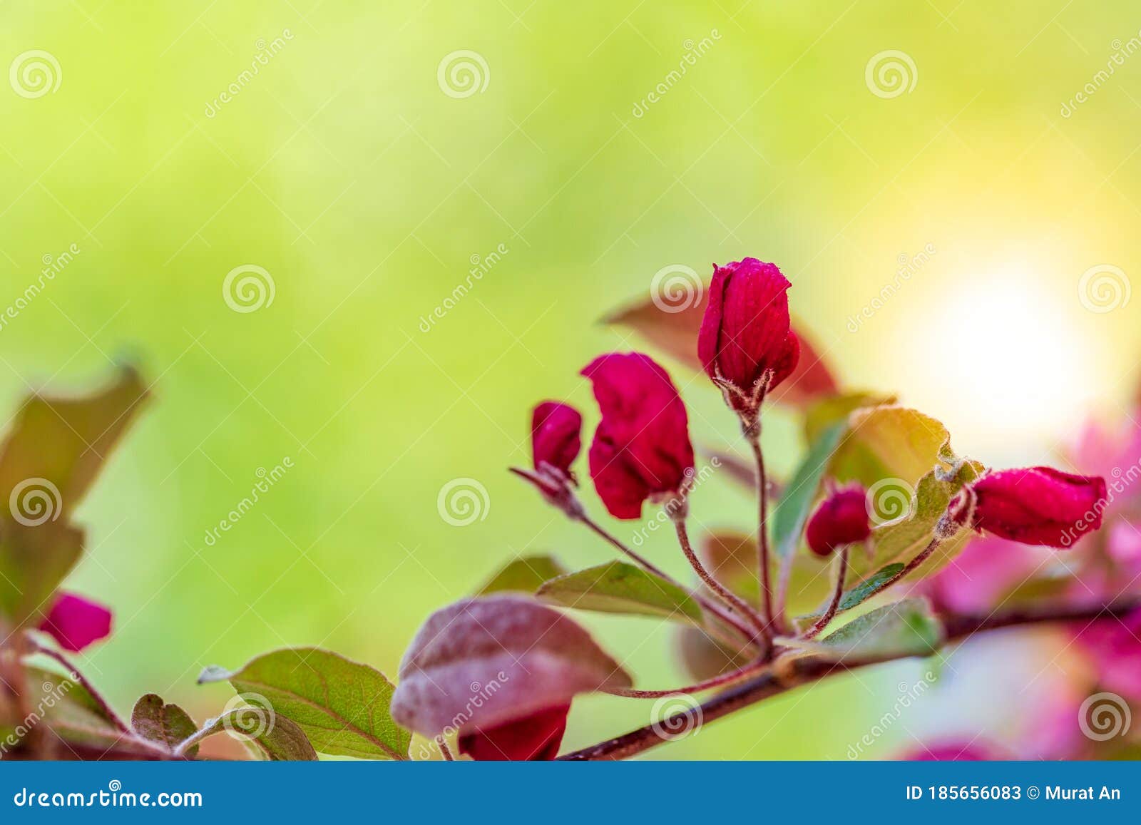 Red Flower Bud on a Branch of a Tree with Green Background Stock Image ...