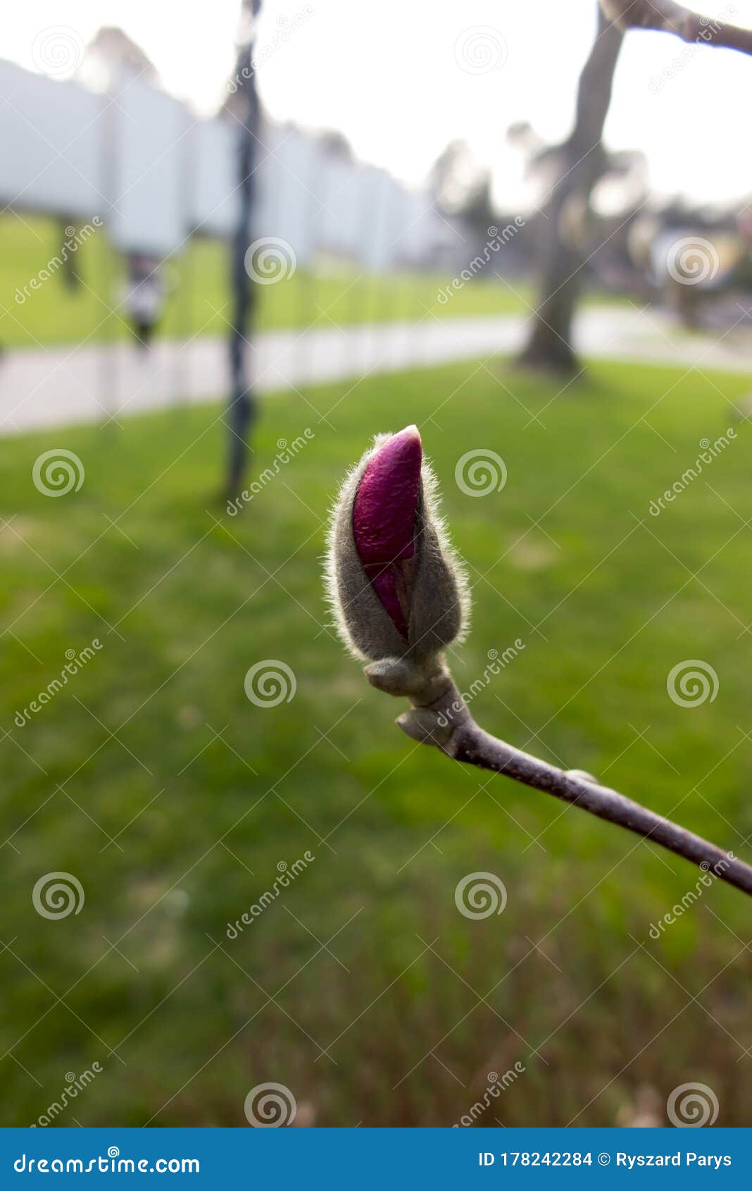 Red flower bud on the tree stock photo. Image of grass - 178242284