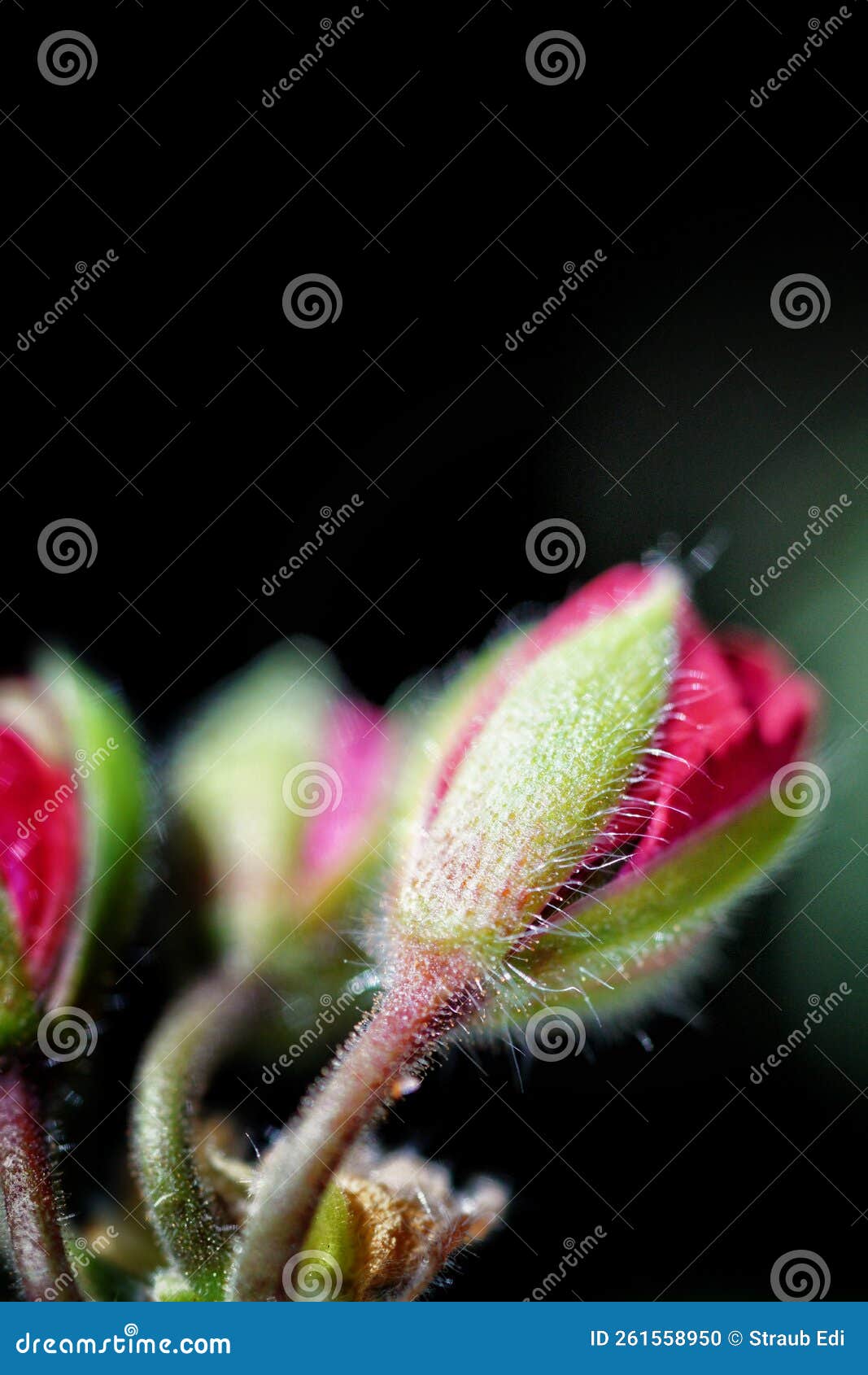 Red flower buds in a pot stock photo. Image of pink - 261558950