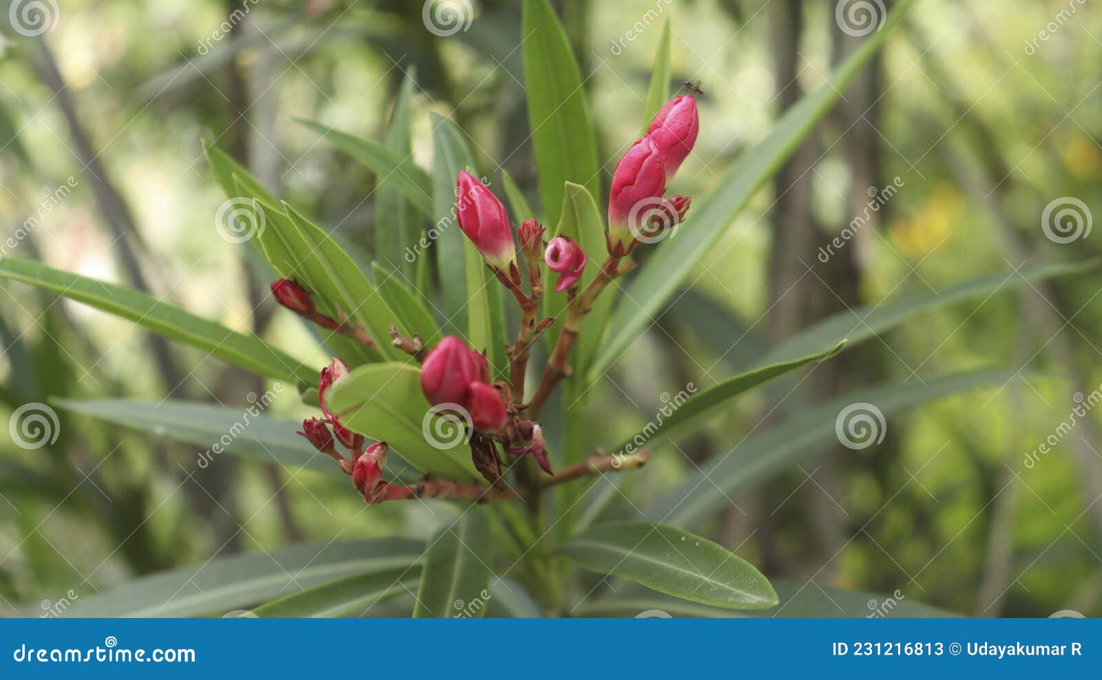 Red Flower Bulb it is Beautiful Natural Stock Image - Image of copy ...
