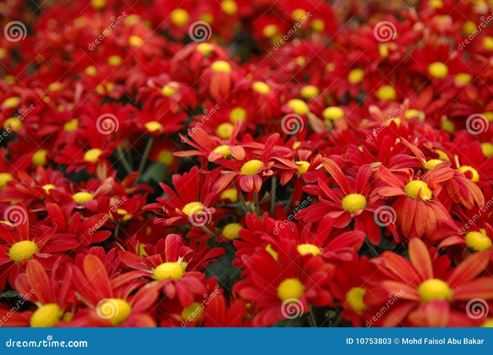 Red Flower Bunch stock image. Image of houseplant, gift - 10753803