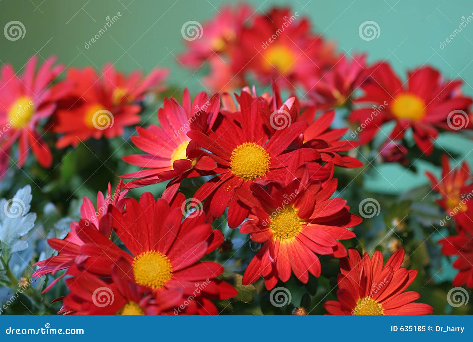 Red flower bunch stock image. Image of lively, orange, flower - 635185