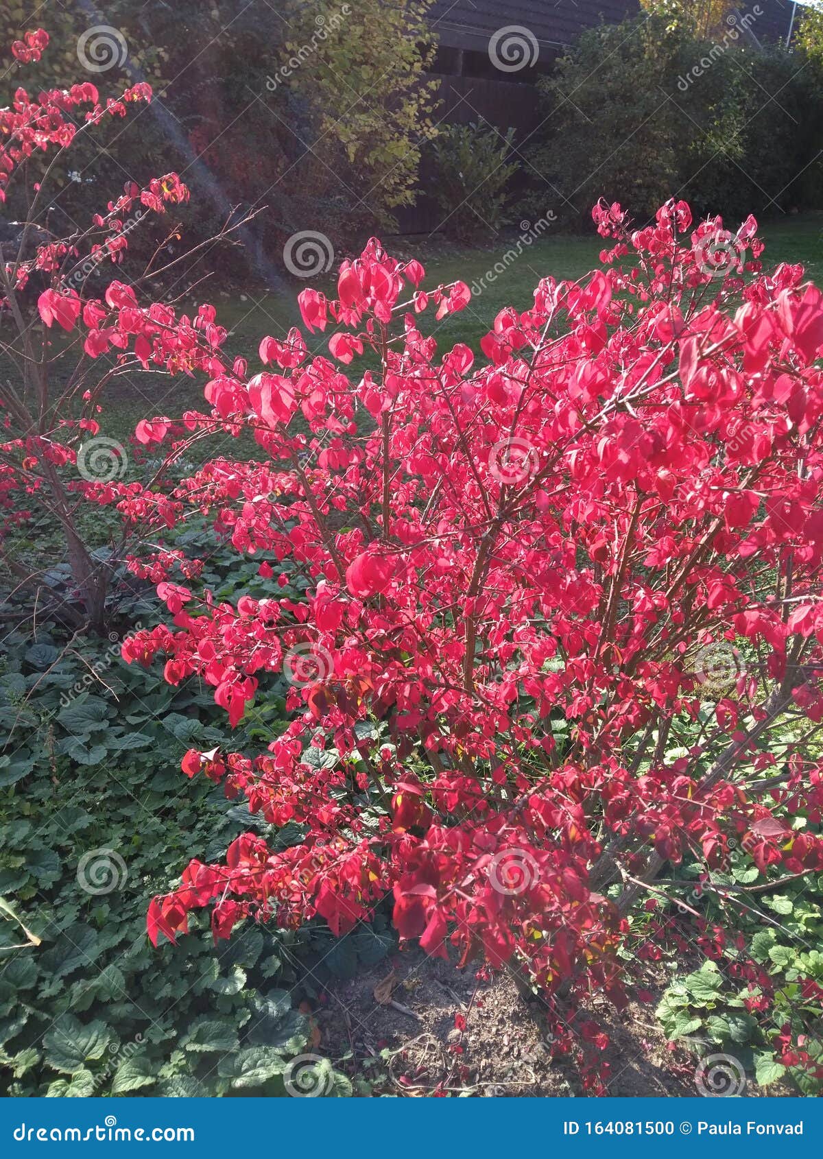 Red flower Bush stock photo. Image of bush, spring, flower - 164081500