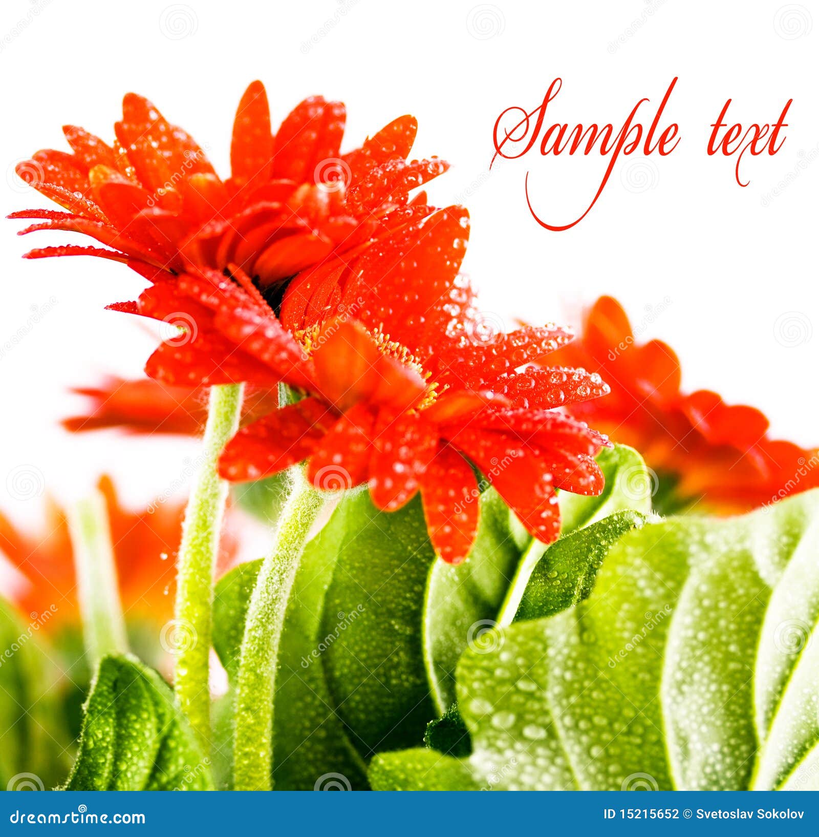 Red flower card 1 stock photo. Image of bouquet, beauty - 15215652