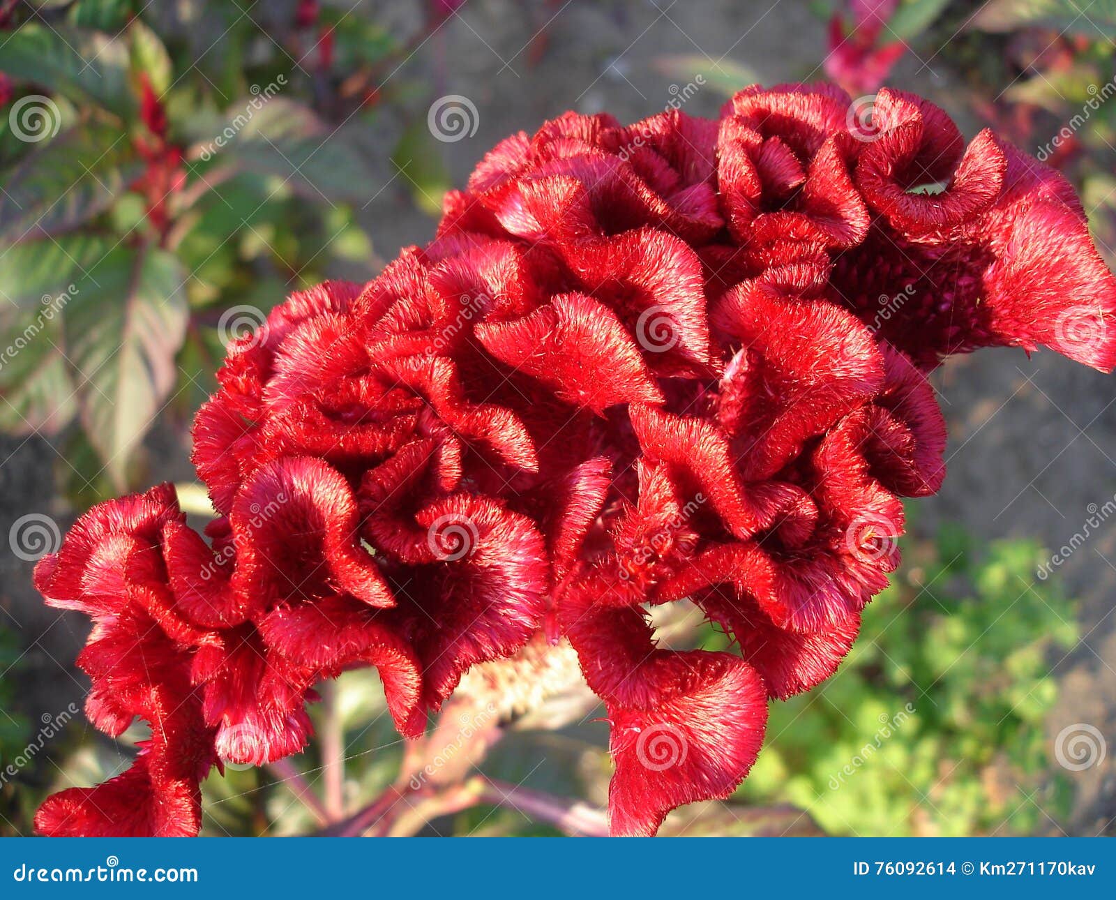 Red Flower of Celosia Cristata Stock Photo - Image of sunny, kuan: 76092614