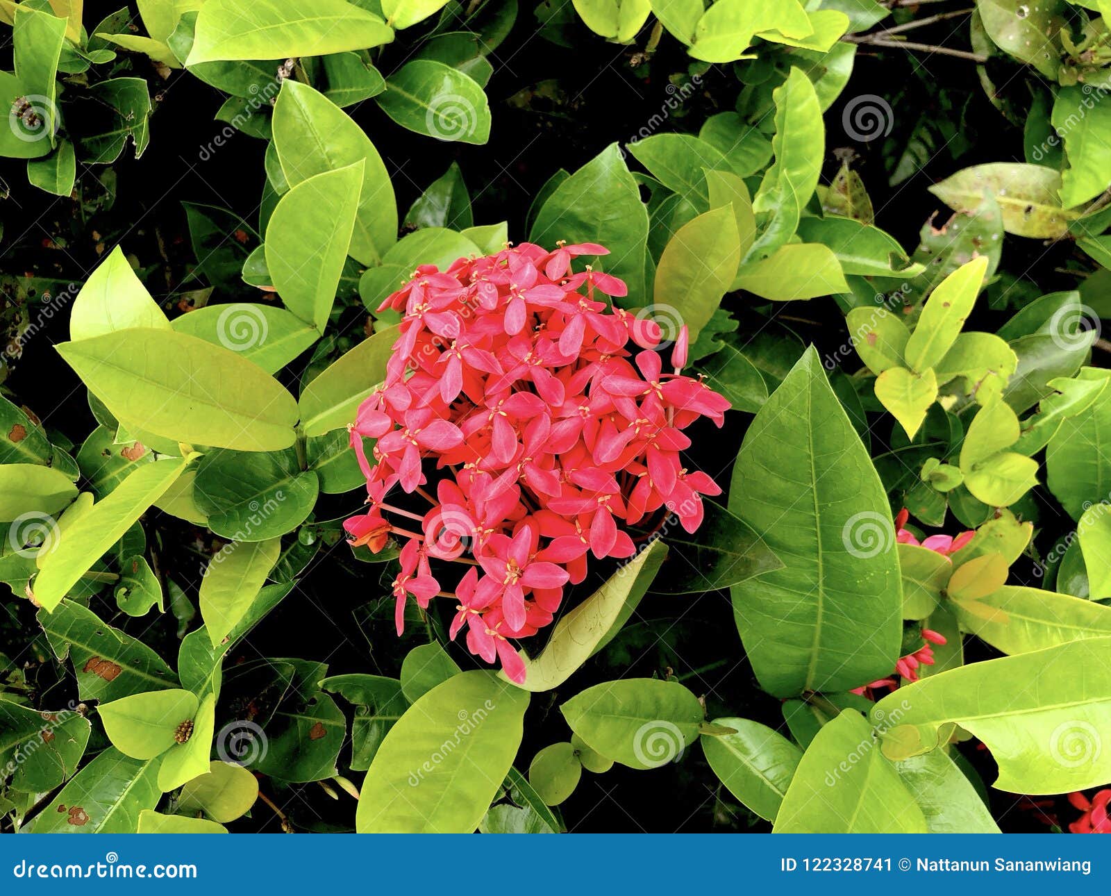 Red Flower in the Center of Green Leaf Stock Image - Image of plant ...