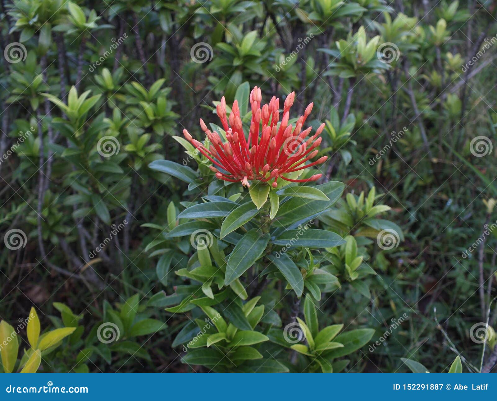 Red Flower, Central Java Indonesia Stock Image - Image of flower ...
