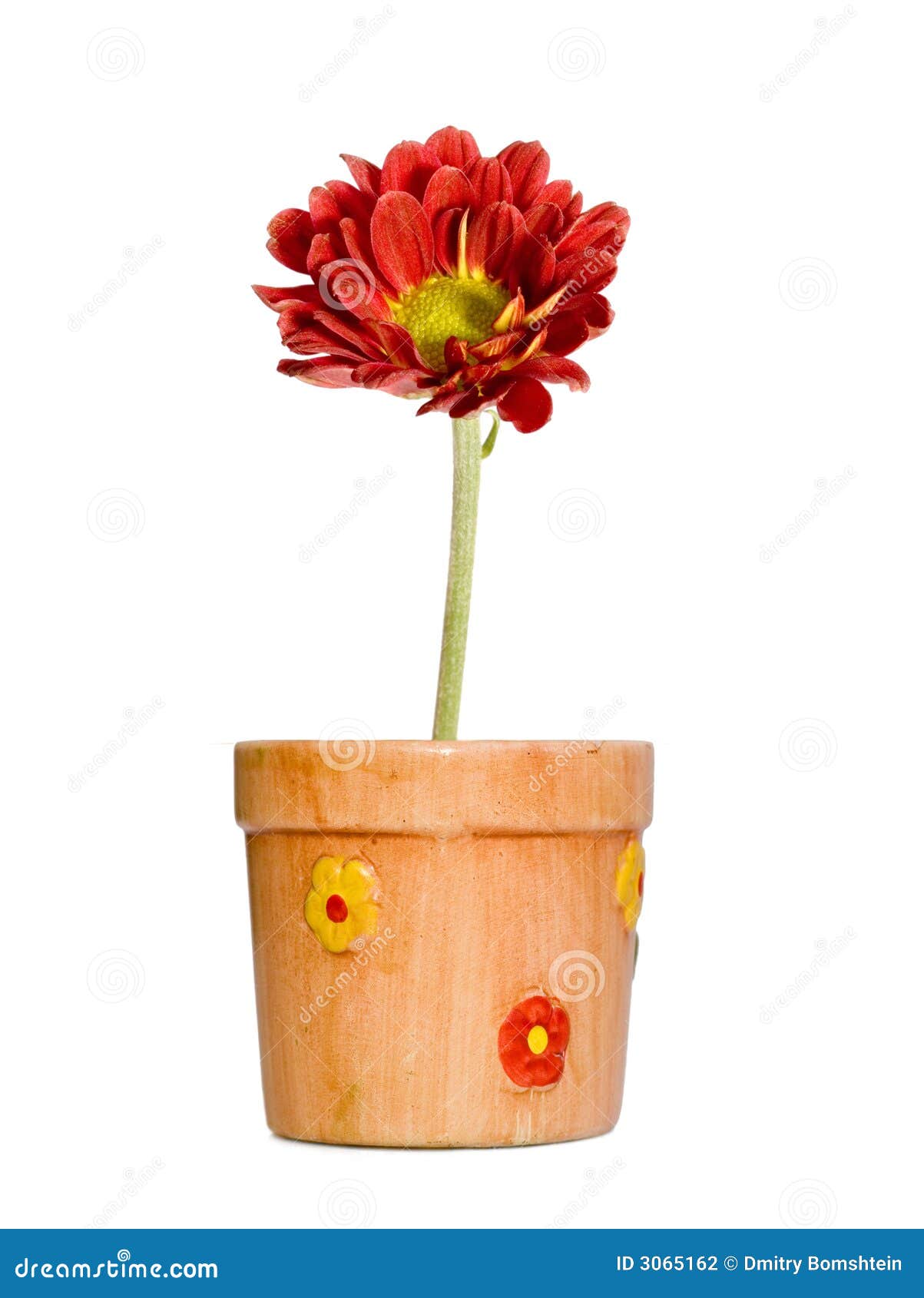 Red flower in ceramic pot stock photo. Image of variety - 3065162
