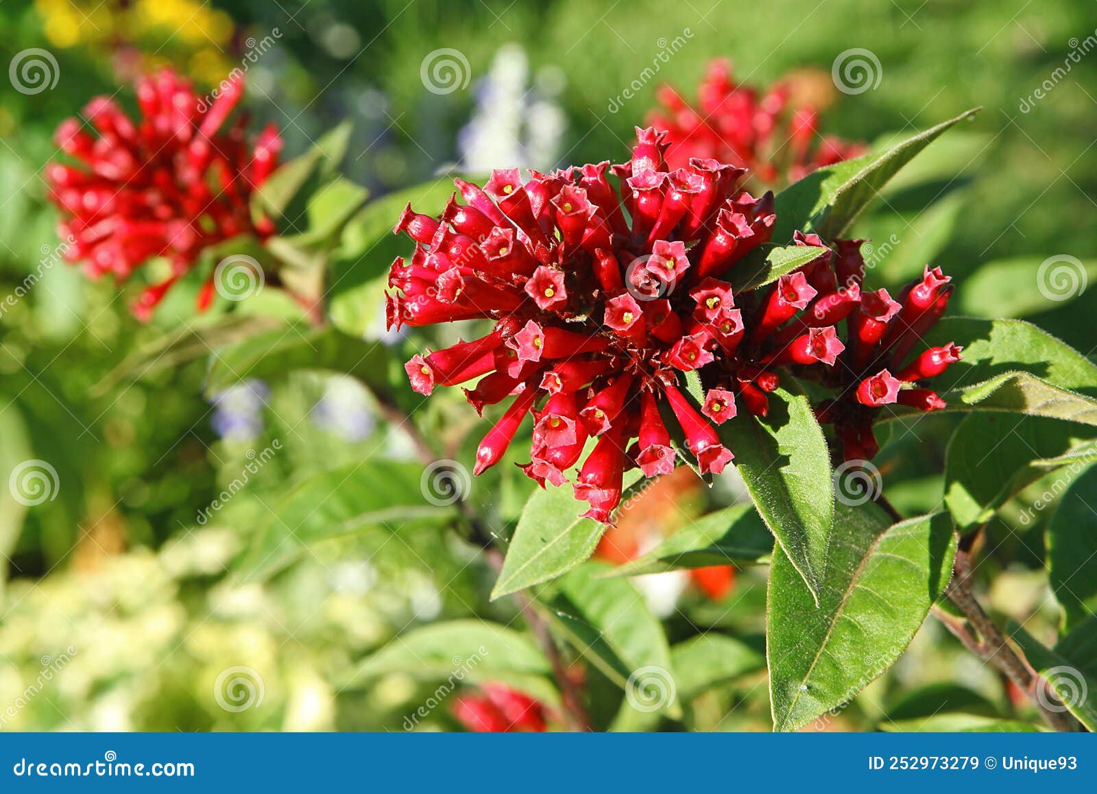 Red Flower of Cestrum Elegans Stock Image - Image of plant, cestreau ...