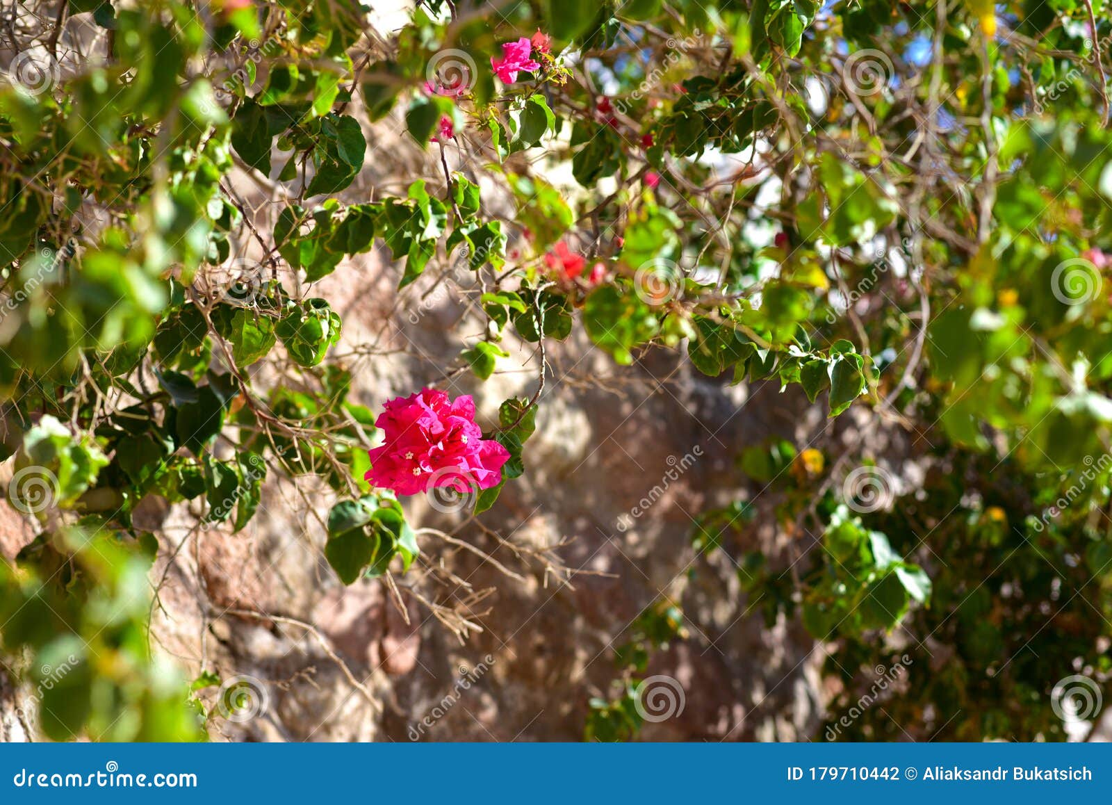 Red Flower on a Climbing Plant Stock Photo - Image of purple, blossom ...