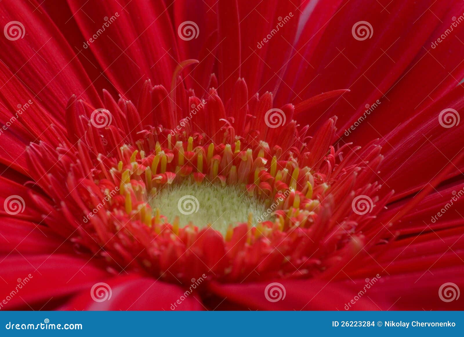Red flower close up stock photo. Image of summer, autumn - 26223284
