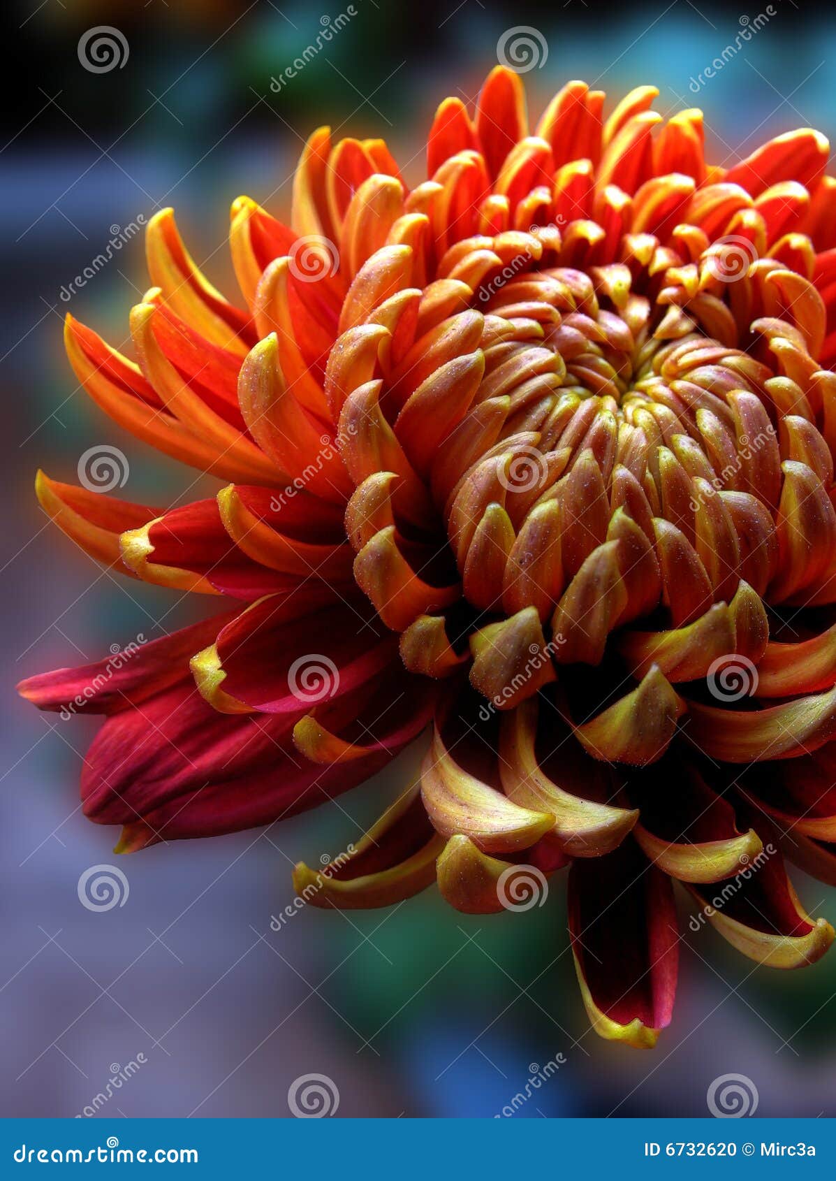 Red flower close-up stock photo. Image of botanic, arrangement - 6732620