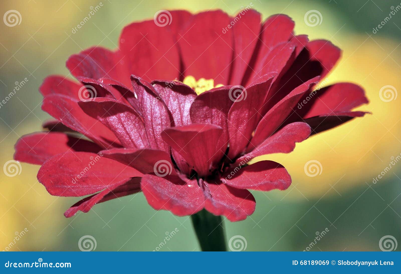 Red flower stock image. Image of wild, single, sunny - 68189069