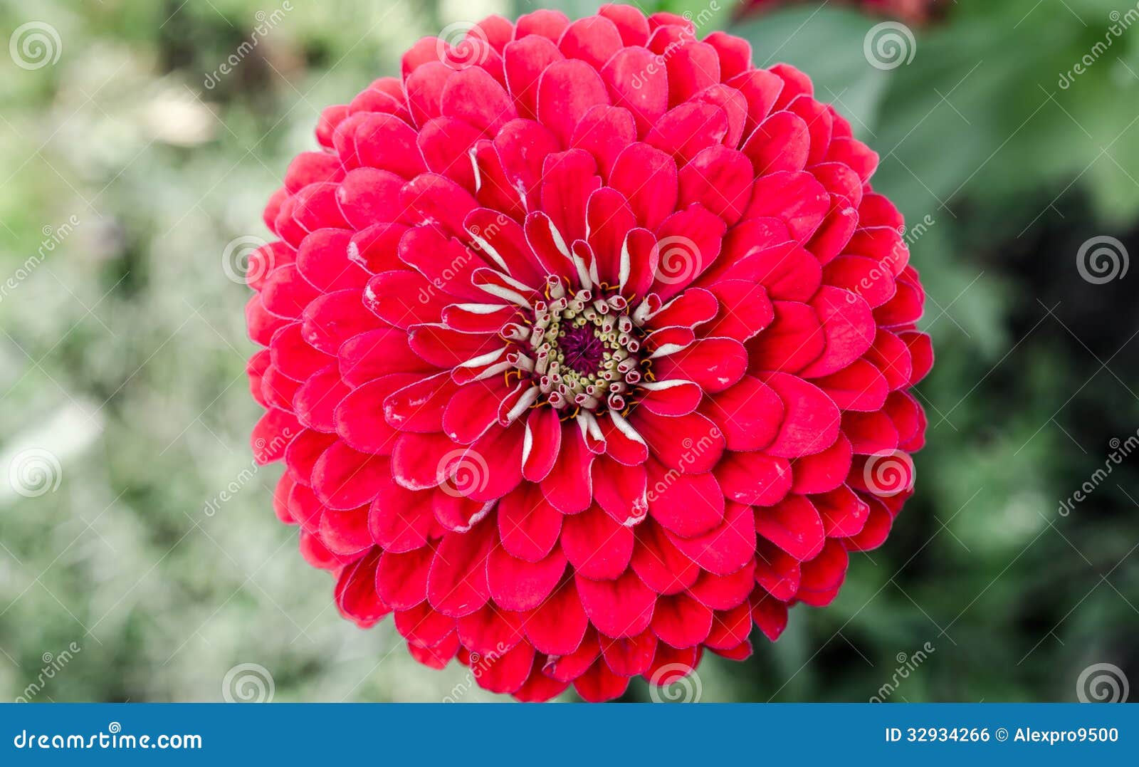 Red flower close up stock photo. Image of garden, dahlia - 32934266